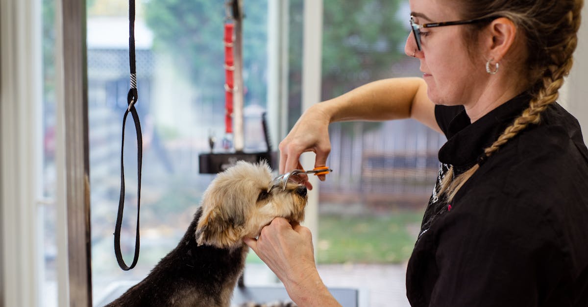 Devenir naturopathe animalier par visioconférence : tout ce que vous ...